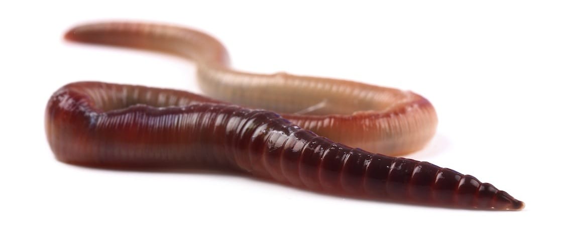 Mutant Worms That Don’t Get Drunk Provide Promise for Alcohol Treatment ...