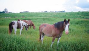 Recovery Ranch Tennessee | Addiction Treatment Nashville