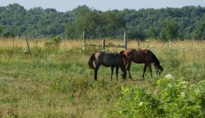 Recovery Ranch Tennessee | Addiction Treatment Nashville