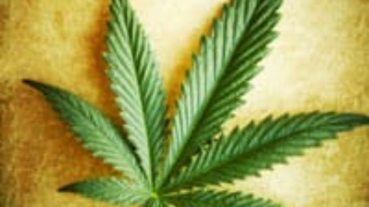 How Marijuana Looks Like